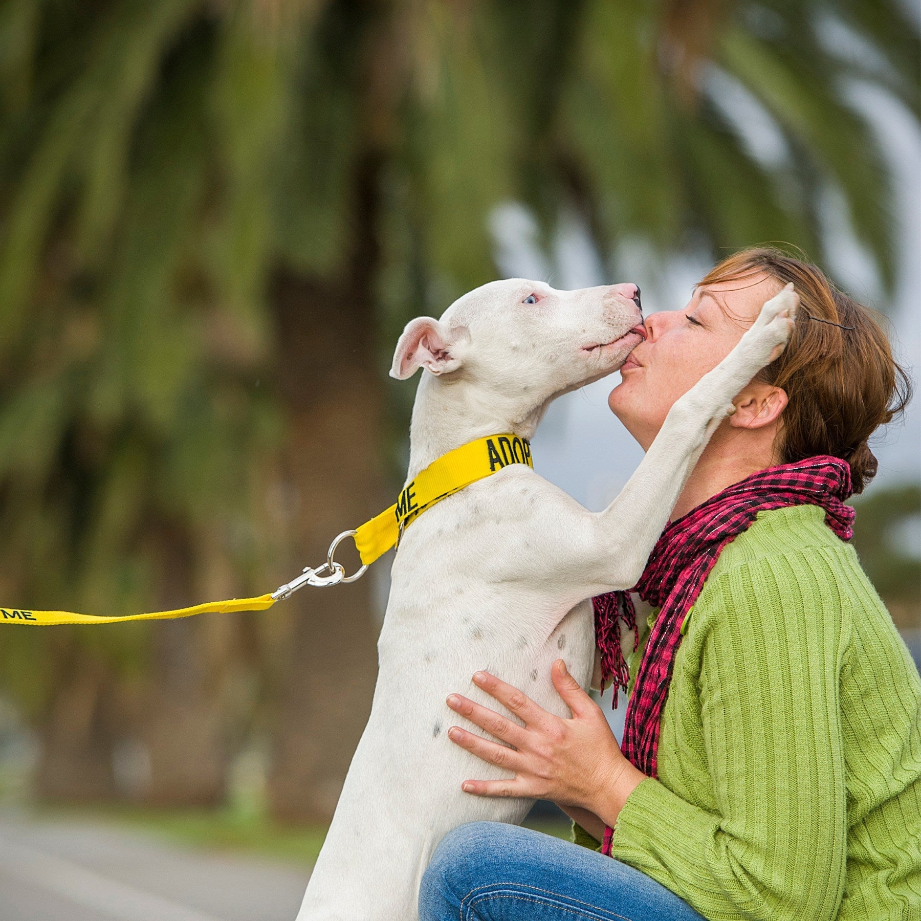 Adopt Me – Friendly Dog Collars