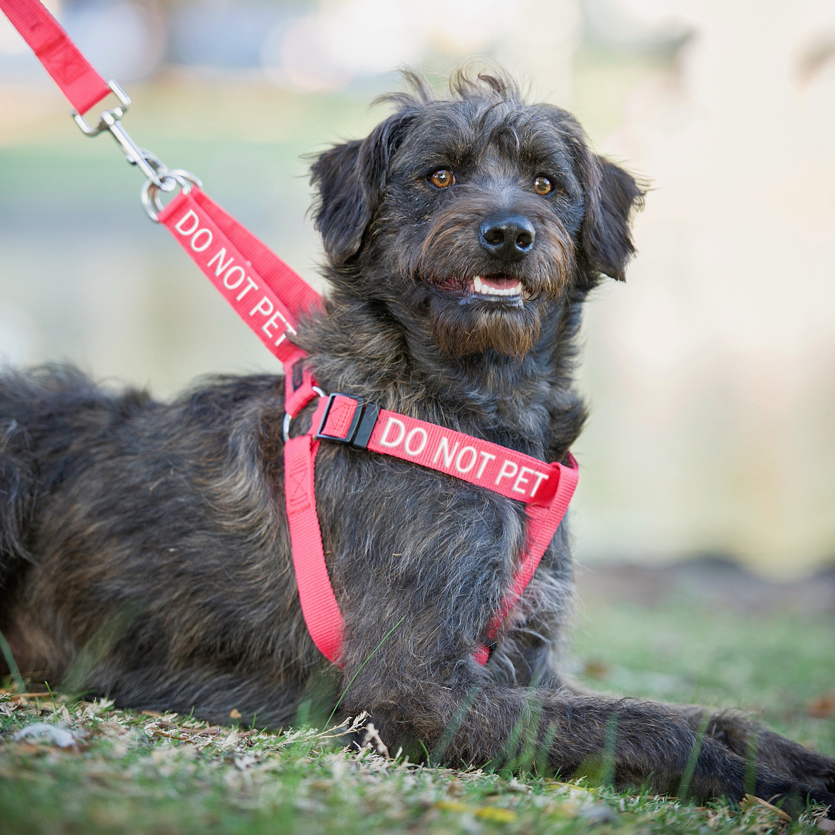 DO NOT PET – Friendly Dog Collars