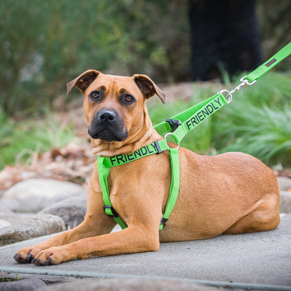 Dexil - Friendly Dog Collars