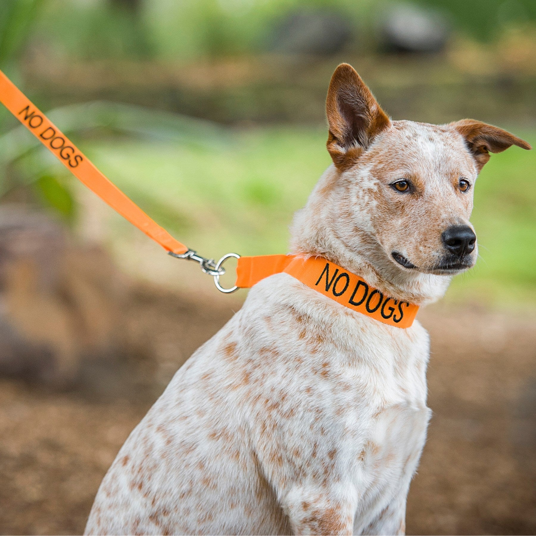 NO DOGS – Friendly Dog Collars