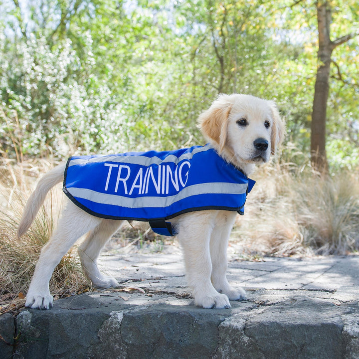 Friendly Dog Collars - Dexil - Australia and New Zealand
