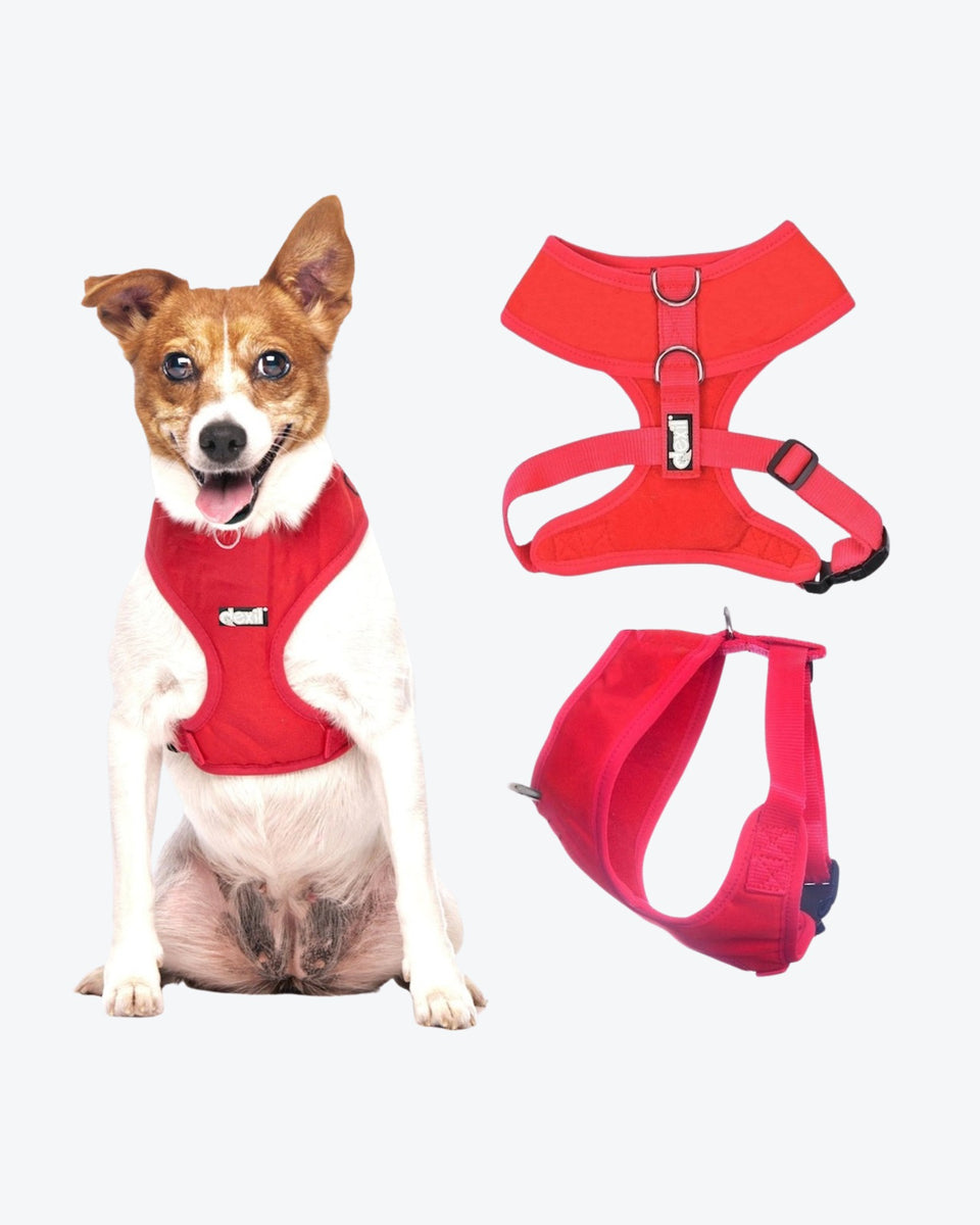 Flash Red – Friendly Dog Collars