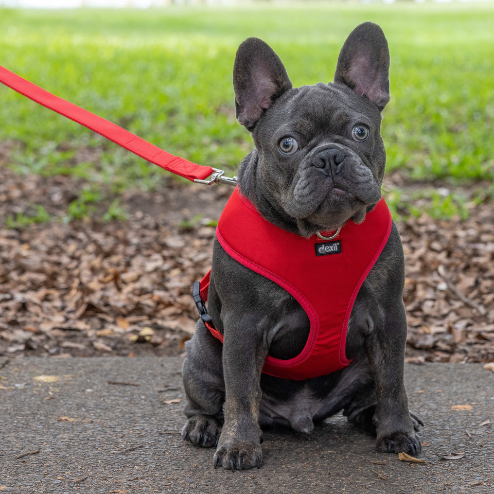 FLASH RED – Friendly Dog Collars