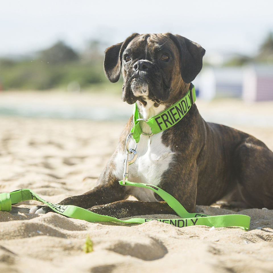 FRIENDLY – Friendly Dog Collars