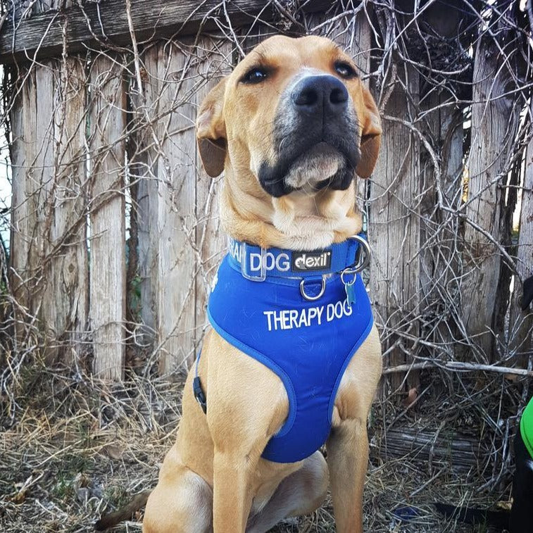THERAPY DOG - Large Vest Harness – Friendly Dog Collars