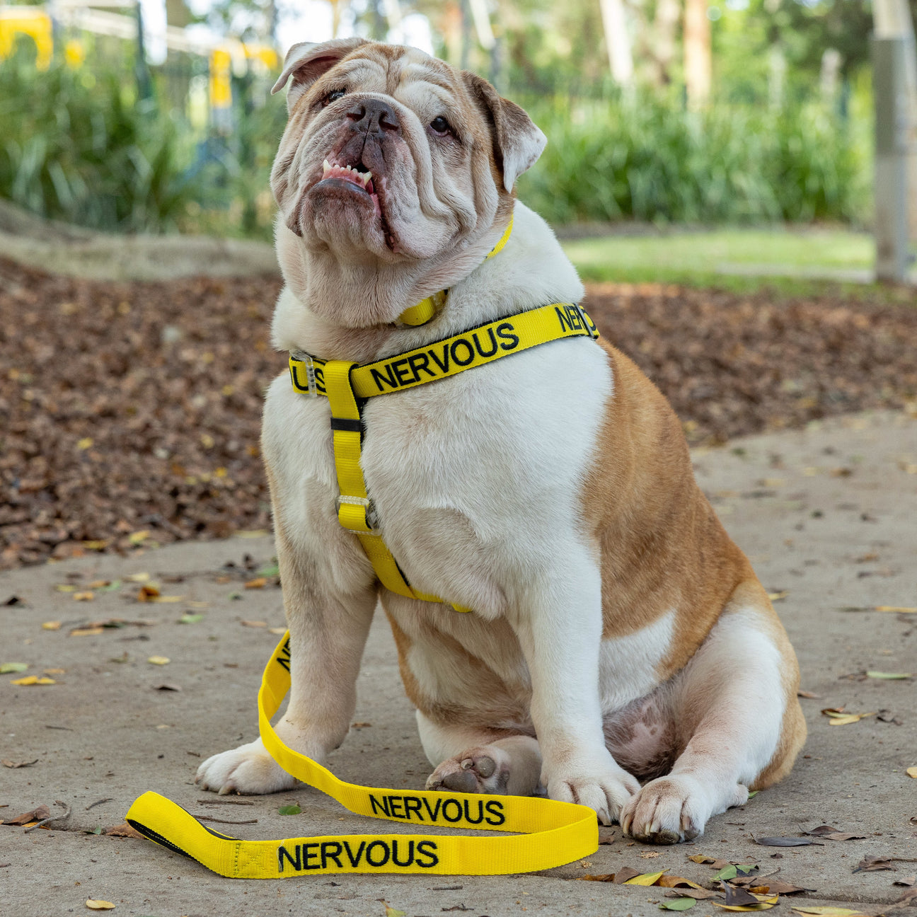 NERVOUS – Friendly Dog Collars