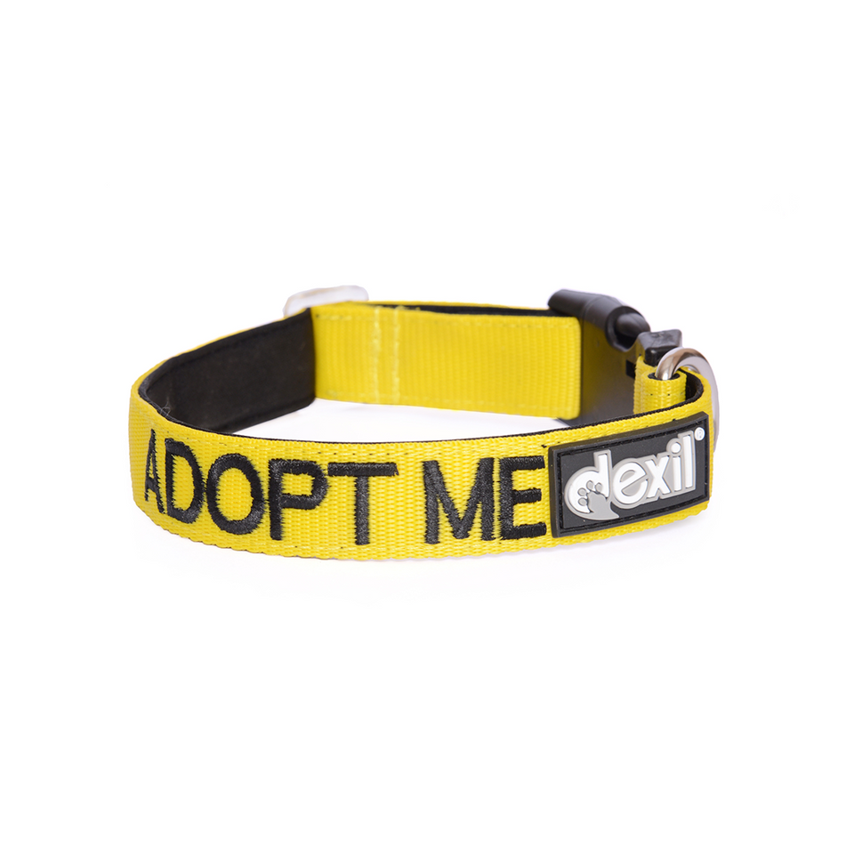 Adopt Me – Friendly Dog Collars